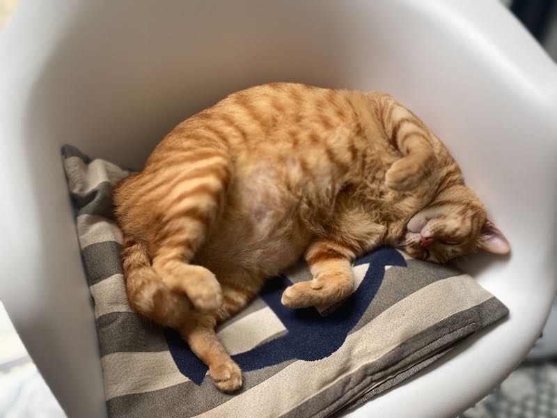 Wat eet een kat? Alles wat je moet weten over kattenvoeding