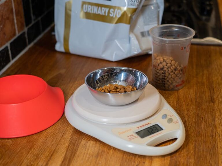 Wat eet een kat? Alles wat je moet weten over kattenvoeding